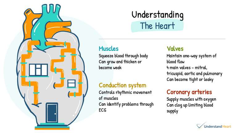 Understandheart learning the basics about the heart