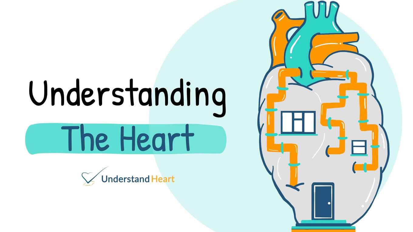 Understandheart learning the basics about the heart